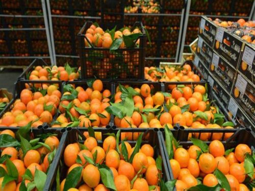 South Africa Citrus Exports Reach Record 203.7 Million Cartons, but ...