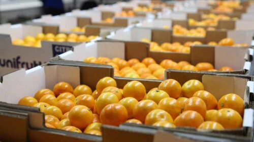 South Africa's weather and logistics issues drive citrus export decline ...