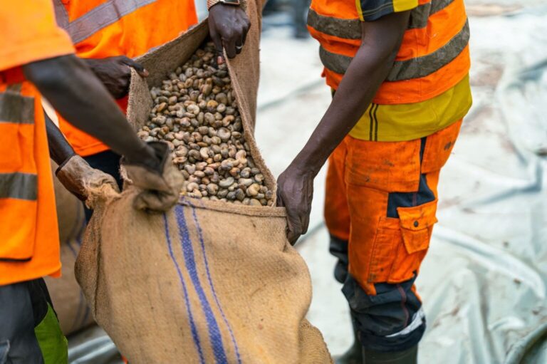 West African Cashew Processors Accelerate Local Value Addition ...